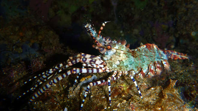 Saron marmoratus - Gemeine Marmorgarnele: Alle Infos