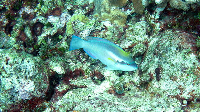 Scarus iseri - Gestreifter Papageifisch: Alle Infos