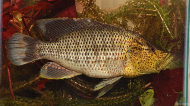 Serranochromis angusticeps: Alle wichtigen Infos