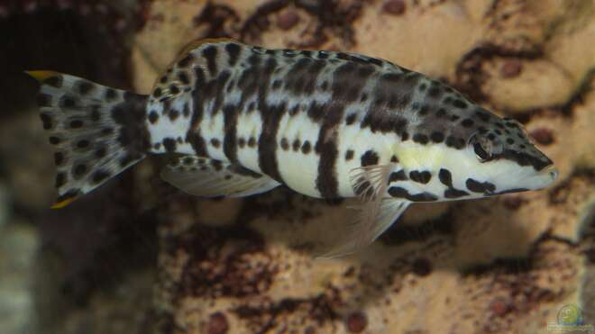 Serranus tigrinus - Harlekin-Sägebarsch: Alle Infos