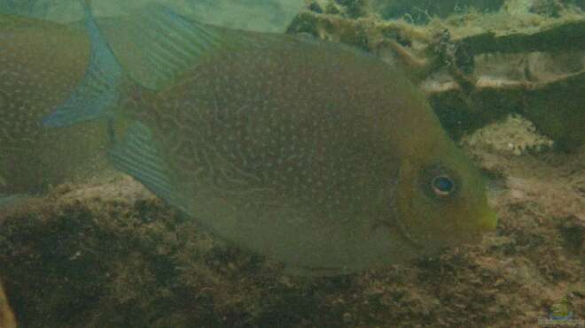 Siganus randalli - Randalls Kaninchenfisch: Alle Infos