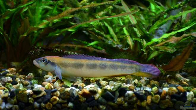 Teleocichla prionogenys: Alle wichtigen Infos