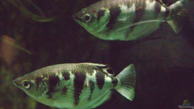 Toxotes microlepis - Kleinschuppiger Schützenfisch