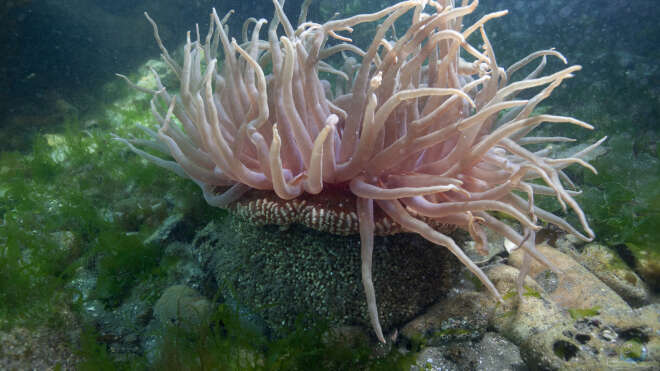 Urticina columbiana - Sand-Rose Anemone: Alle Infos