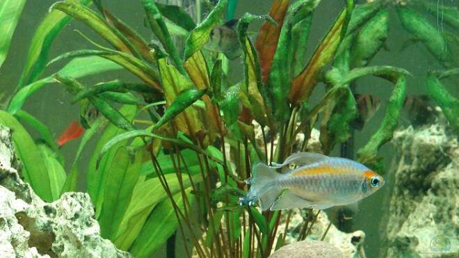 Cryptocoryne walkeri - Walkers Wasserkelch: Alle Infos