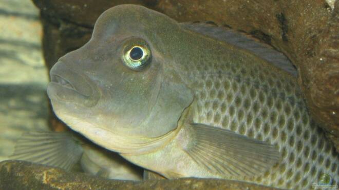 Steatocranus casuarius - Buckelkopfcichlide