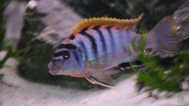 Labidochromis sp. hongi - Labidochromis hongi