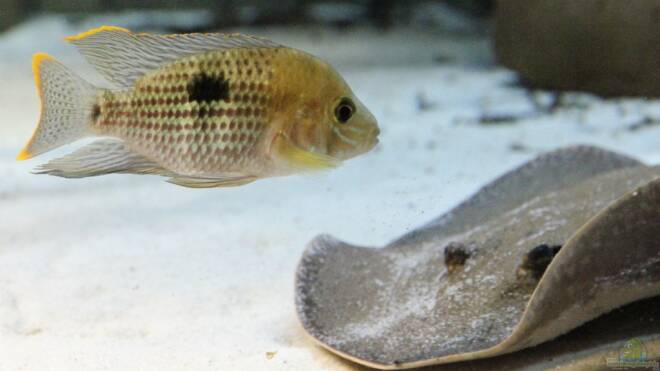 Potamotrygon reticulatus - Colombia-Rochen: Alle Infos