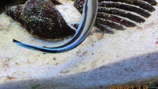 Putzerfisch: Alle wichtigen Infos