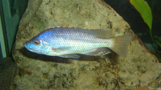 Caprichromis orthognathus: Alle wichtigen Infos