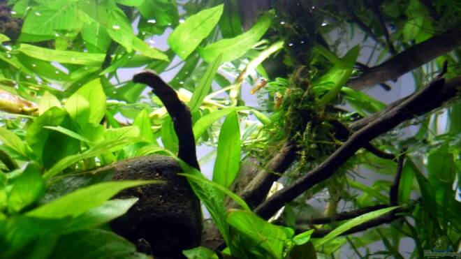 Boraras micros - Microrasbora: Alle wichtigen Infos