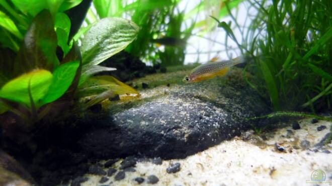 Boraras micros - Microrasbora: Alle wichtigen Infos