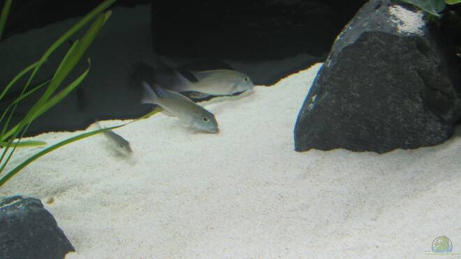 Lethrinops albus: Alle wichtigen Infos