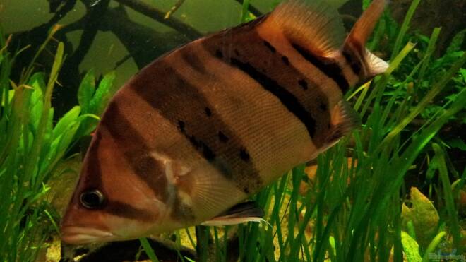 Datnioides pulcher - Siamesischer Tigerbarsch