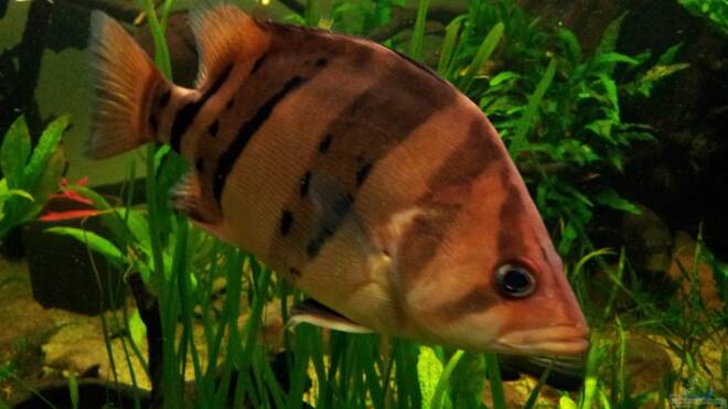 Datnioides pulcher - Siamesischer Tigerbarsch