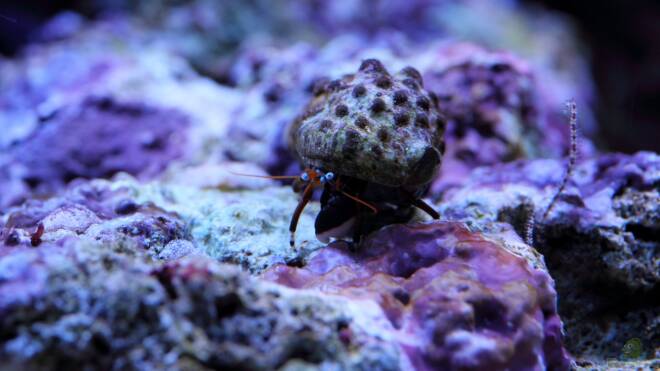 Krebse: Alle wichtigen Infos | Einrichtungsbeispiele