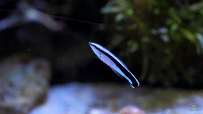 Labroides dimidiatus - Putzerlippfisch: Alle Infos