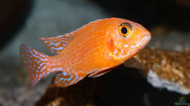 Aulonocara Firefish | Firefish: Alle Infos
