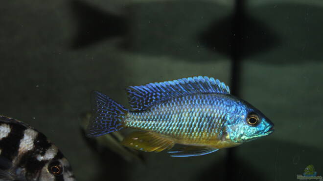 Protomelas spilonotus: Alle wichtigen Infos