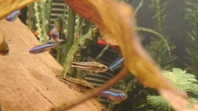Paracheirodon simulans - Blauer Neonsalmler: Alle Infos