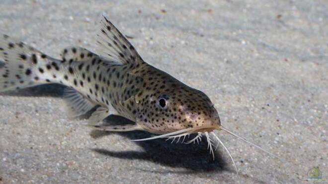 Synodontis njassae - Njassa-Fiederbartwels: Alle Infos