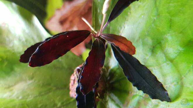 Bucephalandra Little Ghost: Alle wichtigen Infos