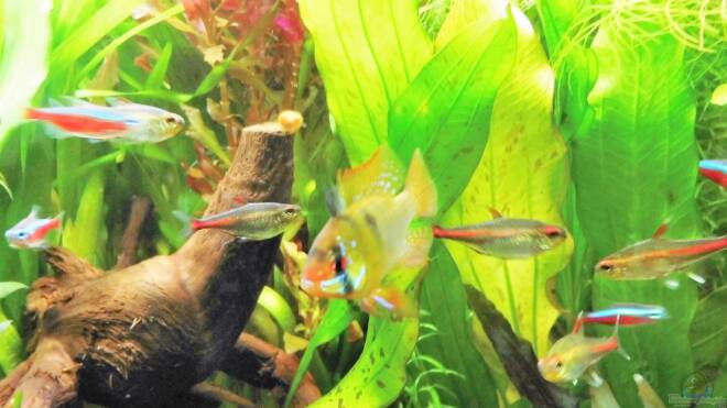 Amazonas-Aquarium: Alle wichtigen Infos