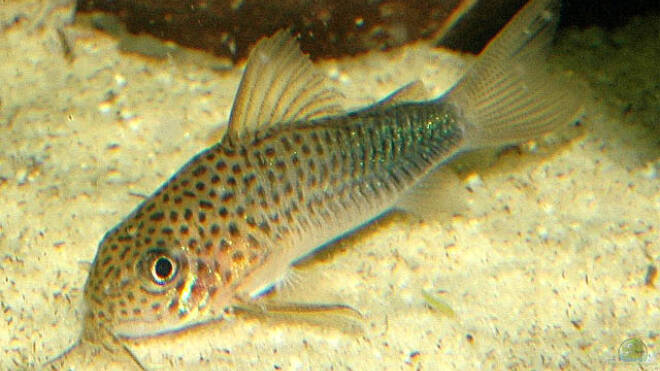 Corydoras similis: Alle wichtigen Infos