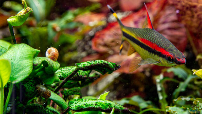 Puntius denisonii - Denisonbarbe: Alle Infos