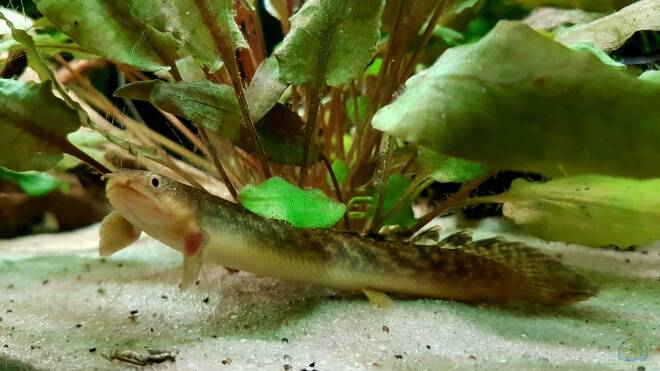 Polypterus palmas: Alle wichtigen Infos
