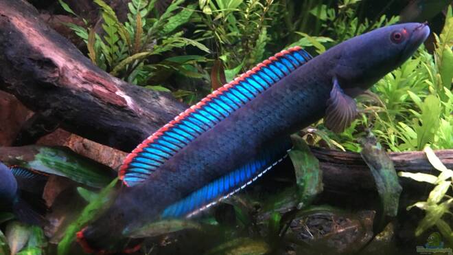 Channa-Arten | Schlangenkopffische: Alle Infos