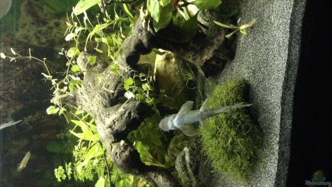 Garra ceylonensis - Ceylon-Saugbarbe: Alle Infos