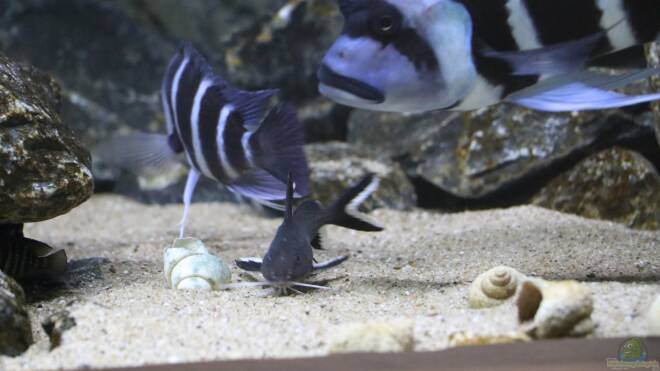 Synodontis granulosus: Alle wichtigen Infos