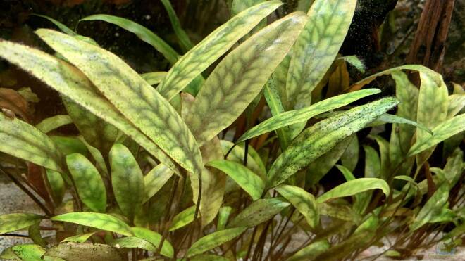 Cryptocoryne cordata: Alle wichtigen Infos
