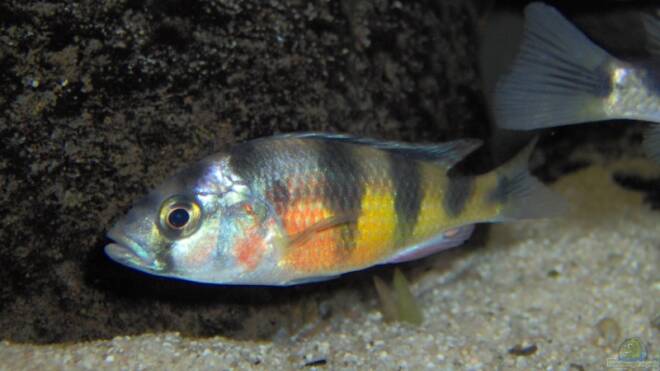 Haplochromis sp. Zebra-obliquidens: Alle Infos