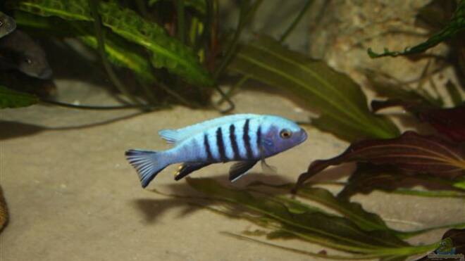 Cynotilapia pulpican: Alle wichtigen Infos