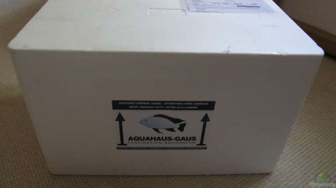 Tauchen in die Welt des Aquahaus Gaus: Eine ... (6144)