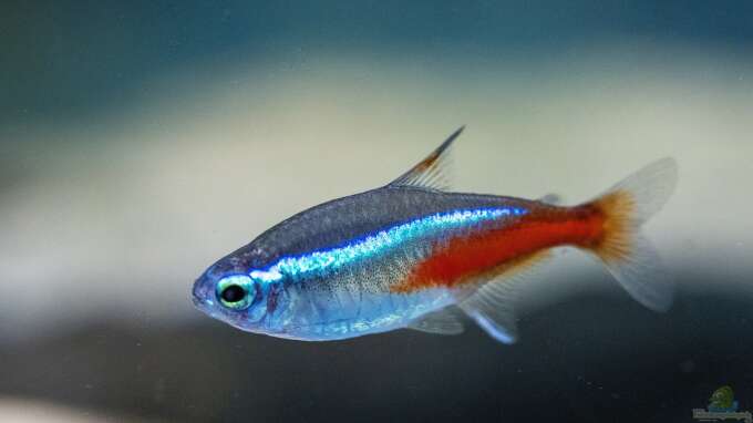 Ichthyologie: Flossen und Flossenformeln ... (6658)