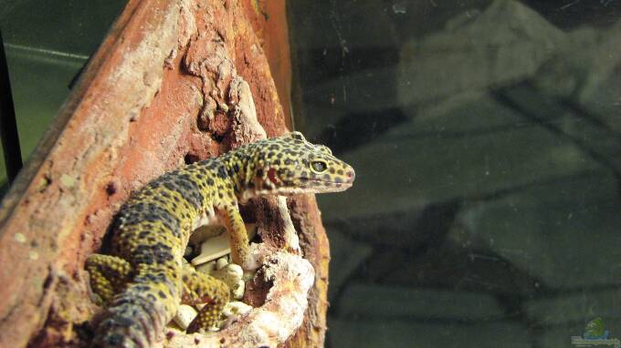 Reptilien als Haustiere für Kinder: Sicherhe... (5915)