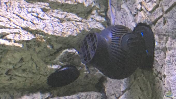 Die richtige Strömung im Aquarium: Tipps un ... (6016)