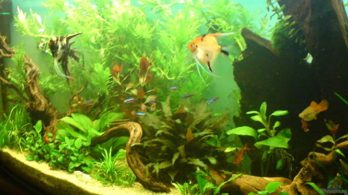 Aquarium von Martin Kaindl: Becken 12752