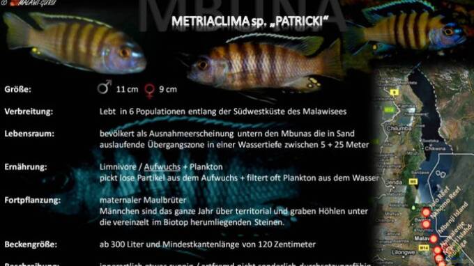 Artentafel - Metriaclima sp. ´patricki´ (3895)