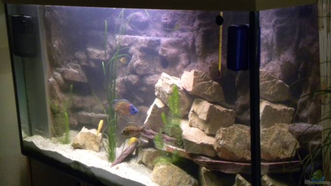 Aquarium von Harry Penner (17473): The beauty of Malawi