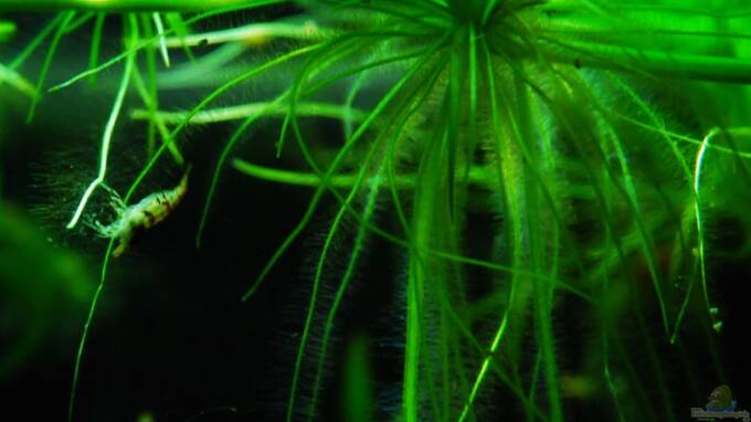 Benjamin Hamann (17732): 叢迷彩 - Camouflage Dschungel