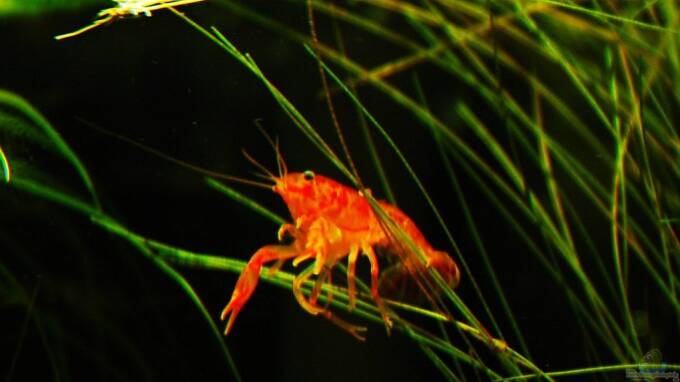 Aquarium von Benjamin Hamann (17951): Hängende Gärten