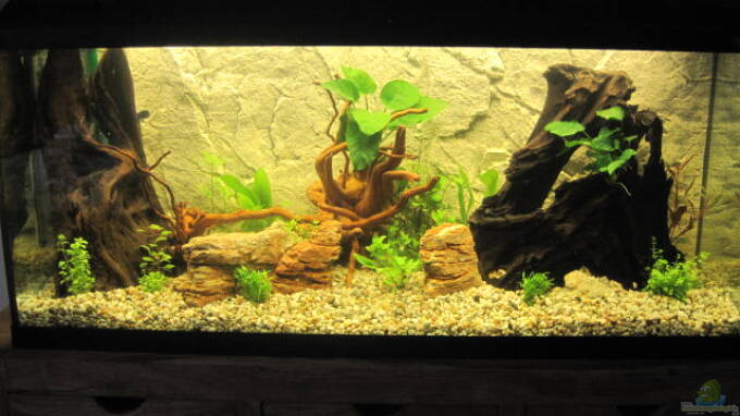 Aquarium von Markus 03 (18364): Fischbunker