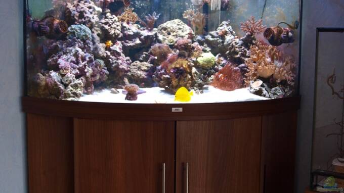 Aquarium von Christian Holtkamp (18624): Trigon 350