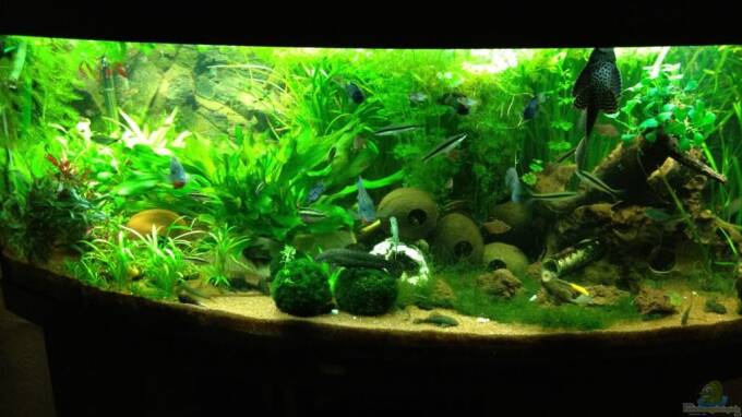 Thomas Bachl (19834): Amerika Gesellschaftsbecken