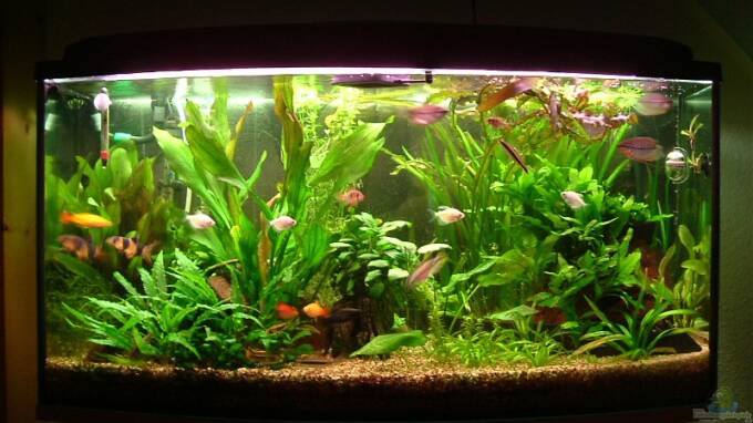 Aquarium von Oliver Krell: Becken 2177