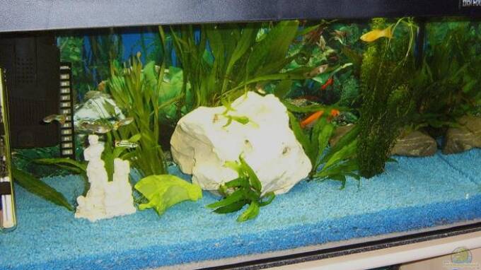 Aquarium von David Hallas: Becken 2275